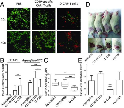 Targeting Aspergillus Infection In Mice By D Car T Cells A
