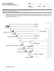 Lab Report Fall Docx Bio Lab Report Lab Vertebrate