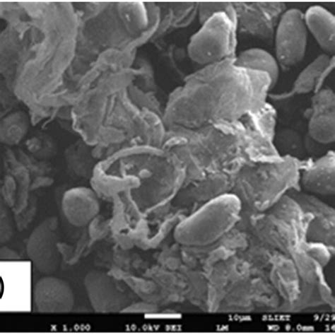 Ftir Spectra Of Mango Seed Kernel Butter Extracted Using A Soxhlet