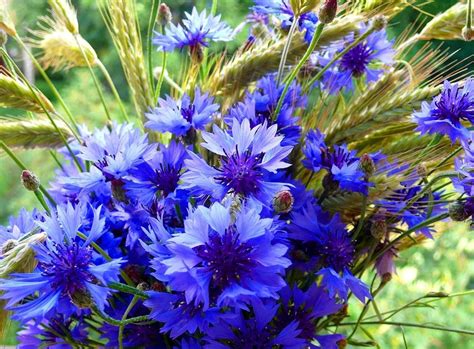Васильки фото цветов Домашняя ферма Beautiful Flowers Flower Power Blue Flowers