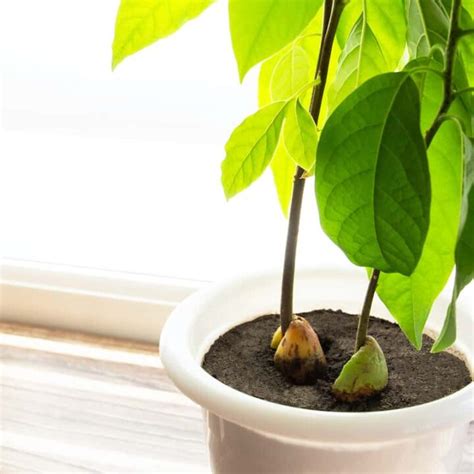 Avocado Growing Minneopa Orchards