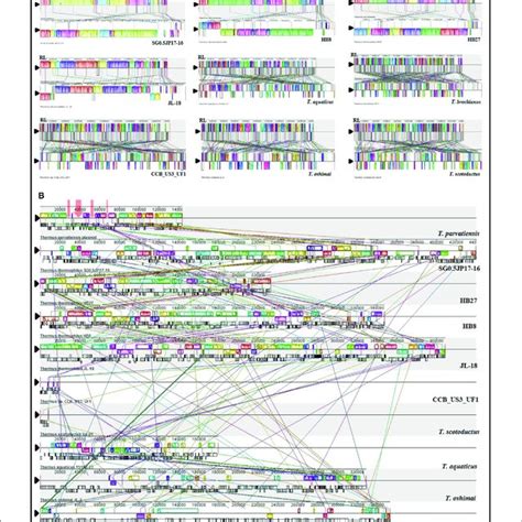 Crispr Repeat A And Spacer B Analyses A Dendrogram Depicting Download Scientific