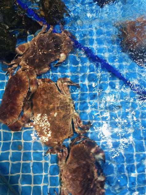 国庆日照出游记，天气有点冷，美食太鲜美凤凰网