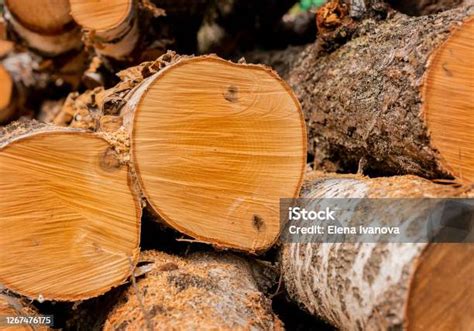 나무 클로즈업을 잘라 선택적 초점 자작 나무 트렁크 나무 질감 사진 배경 0명에 대한 스톡 사진 및 기타 이미지 0명 갈색 겨울 Istock