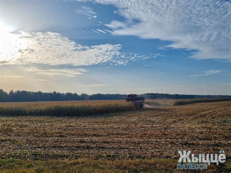 Лучших механизаторов задействованных на уборке кукурузы чествовали в совхозе комбинате «Заря