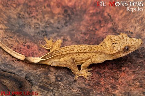 Home Lil Monsters Reptiles