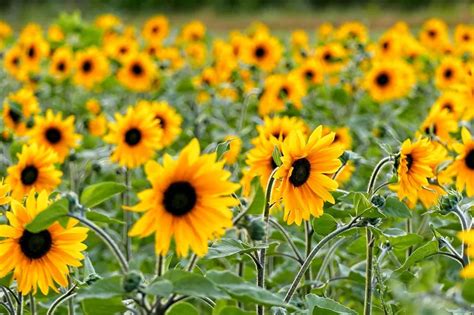 Слънчоглед 🌻 Съвети за отглеждането и грижите за това цъфтящо растение