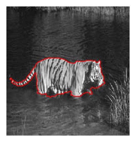 The Active Contour Evolving Process From The Initial Contour To The