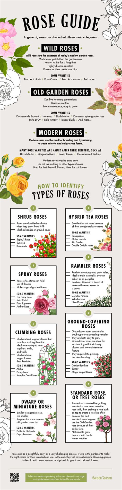 How To Identify Rose Variety Like A Flower Expert Infographic