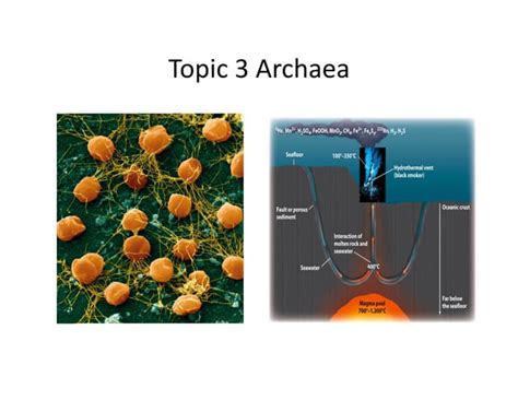 Archaea Bacteria Methanogens Halophiles Thermophiles Pdf