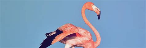 Spss Descriptive Analyses For Frequencies Statistic Hero