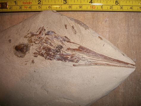 Big Nose Sometype Fossil Id The Fossil Forum