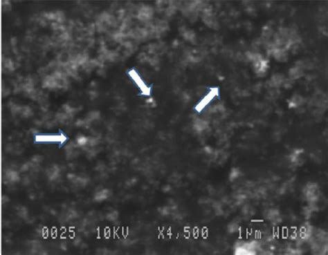 Sem Micrograph Of Silver Nanoparticles Download Scientific Diagram