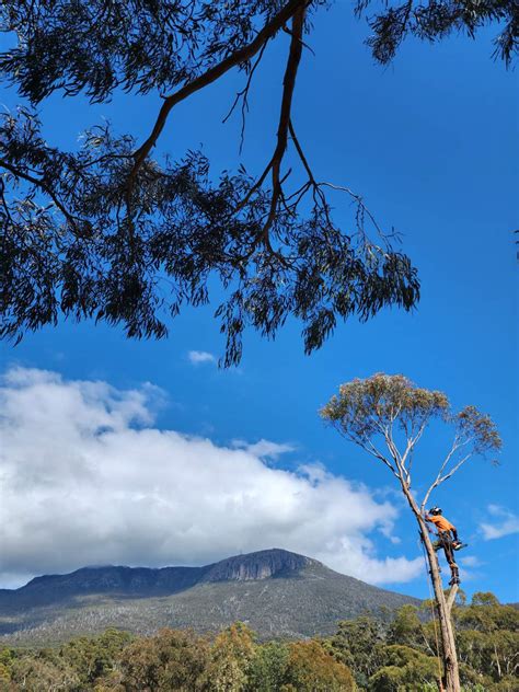 Service Areas Trees R Us Tasmania