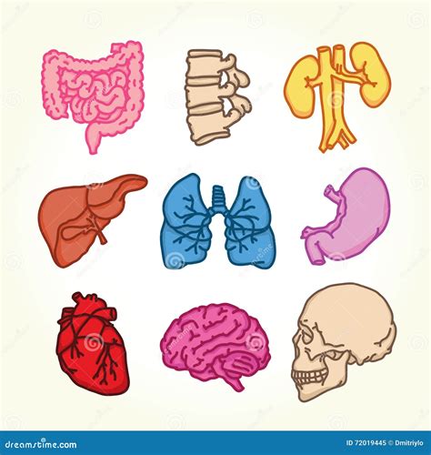 Human Organs Vector Icons Stock Vector Illustration Of Hand 72019445