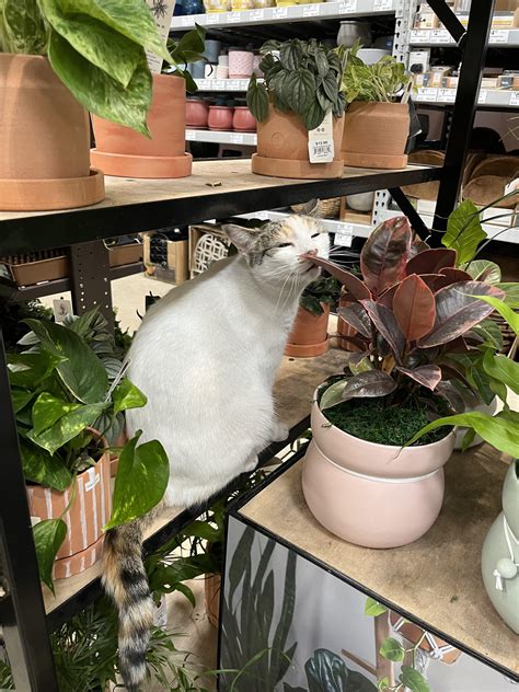 Francine Looks Like She Found Some Of That Good Leaf Rrva