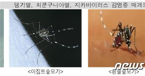 동남아 모기매개감염병 발생 증가…해외여행시 꼭 주의하세요