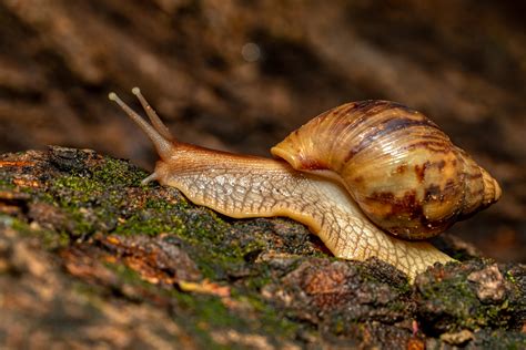El Caracol Gigante Africano La Plaga Que Provoca Severas Lesiones E