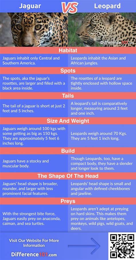 Jaguar Vs Leopard Differences Pros Cons And Which Is Stronger