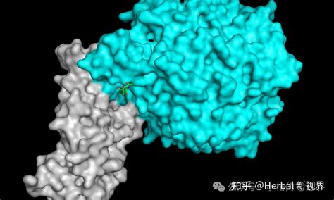 Pymol 绘制蛋白结合图 知乎