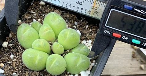 Conophytum Gibbaeum Pilosulum Album On Imgur