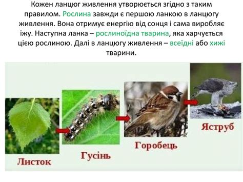 Урок на тему Ланцюги живлення