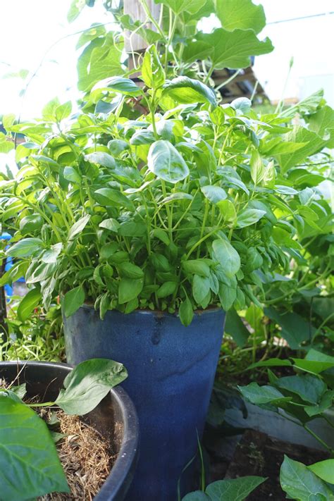How To Grow Basil In A Pot Sara At Skillnadens