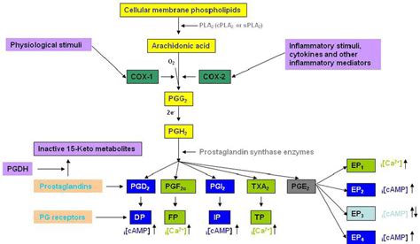 Prostaglandin Biosynthesis Pathways Arachidonic Acid Liberated From