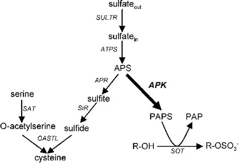 Sulfate Assimilation Pathways In Plants Download Scientific Diagram