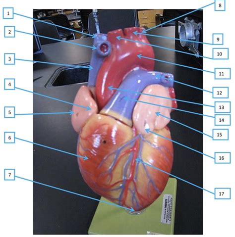 14 Heart BIO 218 Flashcards Quizlet