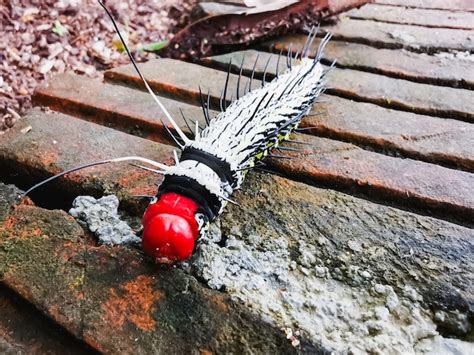 Premium Photo The Hairy Worm Or Slug Worms Walking On Ground