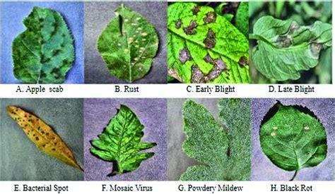 Leaf1