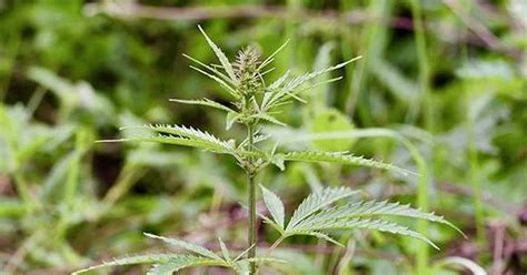 La Fda Advirtió Que Consumir Productos A Base De Un Conocido
