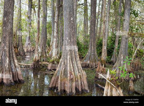 Bald Cypress Tree Florida