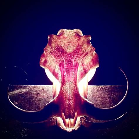 Luminary Warthog Skull Carving Album On Imgur
