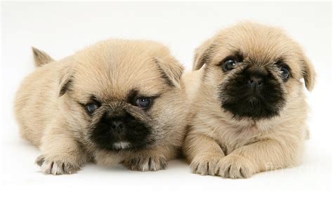 Pugzu Puppies Photograph By Jane Burton