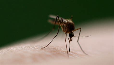 Isolasi Senyawa Steroid Dari Carthamus Tinctorius Linn Sebagai Antimalaria Universitas