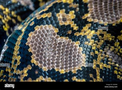 Reticulated Python Python Reticulatus Skin Close Up In The Bioparc