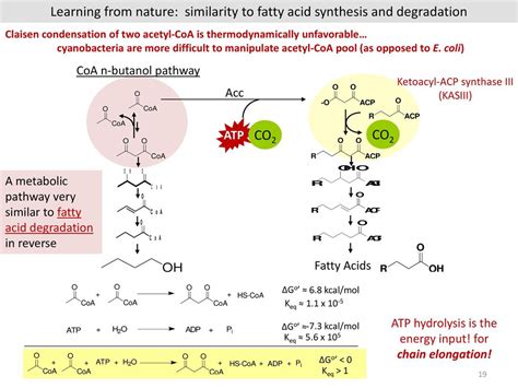 代謝工程學 Metabolic Engineering Ppt Download