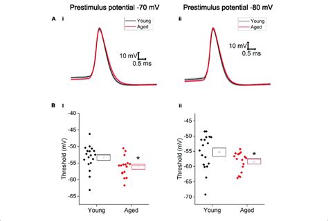 Aged Type Ii Neurons Have A More Hyperpolarized Action Potential