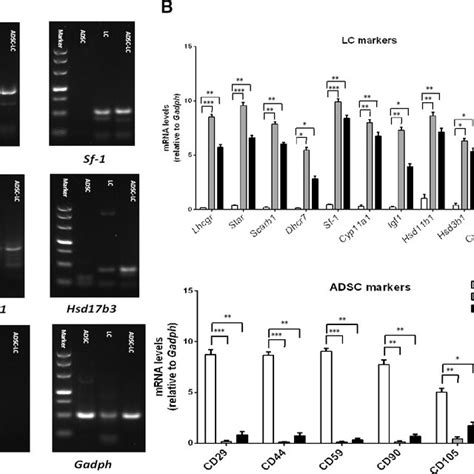 The Isolation And Identification Of Human Adipose Derived Stem Cells