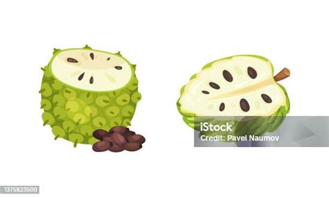 과나바나 열대 과일 세트 가시 흰색 펄프와 검은 씨앗 벡터 일러스트와 어두운 녹색 헹구는 이국적인 달콤한 사워솝 가시여지에 대한 스톡 벡터 아트 및 기타 이미지 Istock