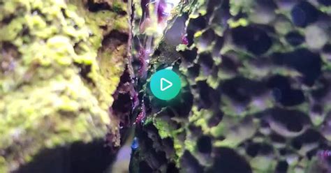 Tiny Sulawesi Cardinal Hatchlings Album On Imgur