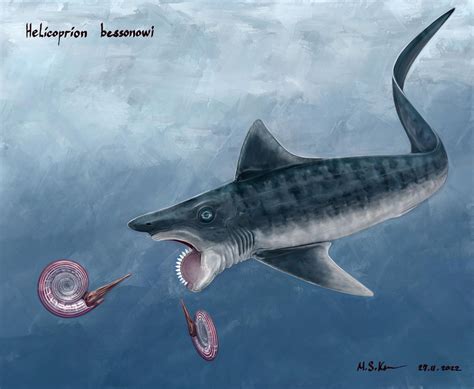 Helicoprion By Maxskravchenko On Deviantart