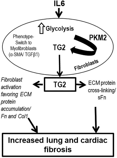 Frontiers Lung Specific Interleukin 6 Mediated Transglutaminase 2