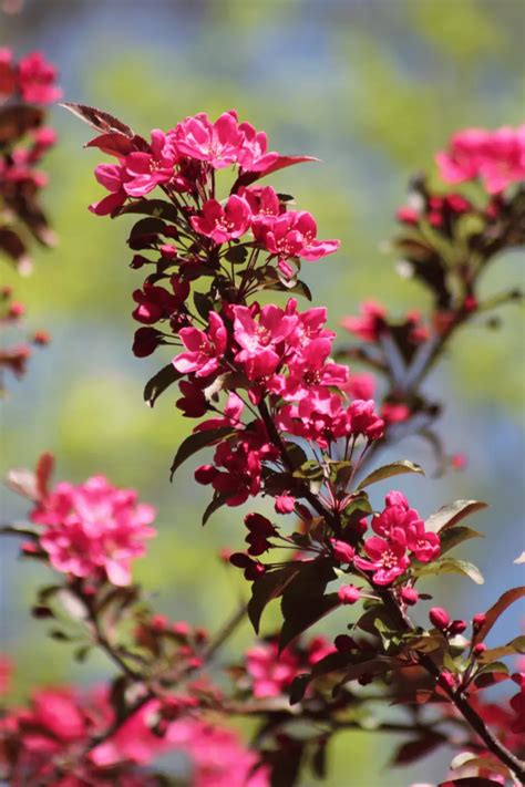 Stunning Pink Flowering Trees To Transform Your Garden
