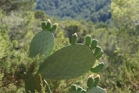 Free Picture Desert Cactus Nature Outdoor Green Grass Plant
