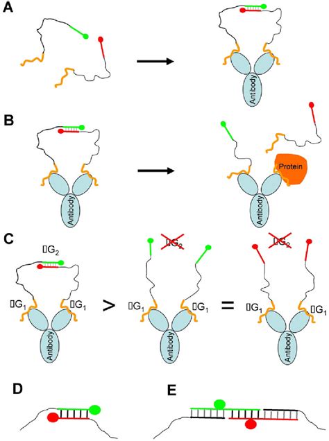 Figure 1 From Antigen Peptide Based Immunosensors For Rapid Detection