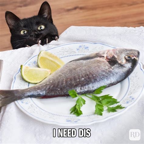 71 Hilarious Cat Memes You Will Laugh At Every Time