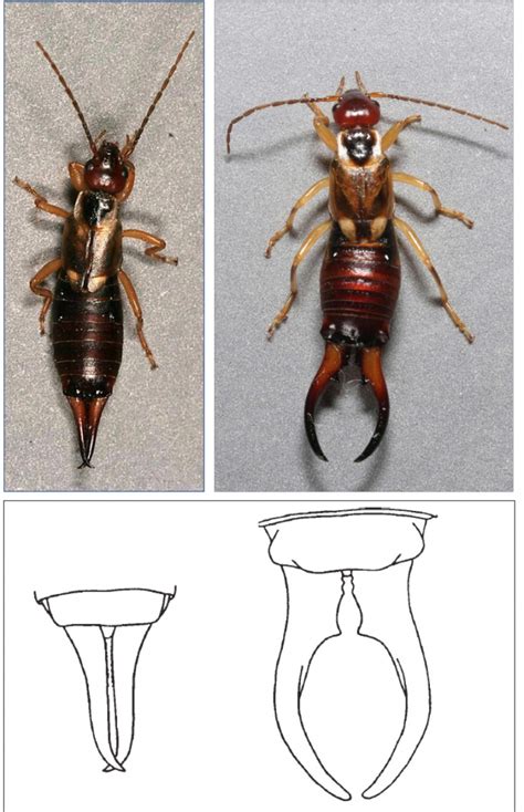 Earwigs Fact Sheet Extension